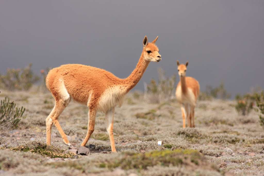 Définition | Vigogne - Vicugna vicugna | Futura Planète