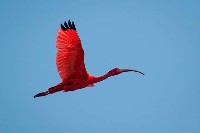 Définition | Ibis rouge - Eudocimus ruber | Futura Planète