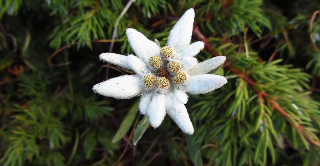 L'edelweiss et ses capitules | Dossier