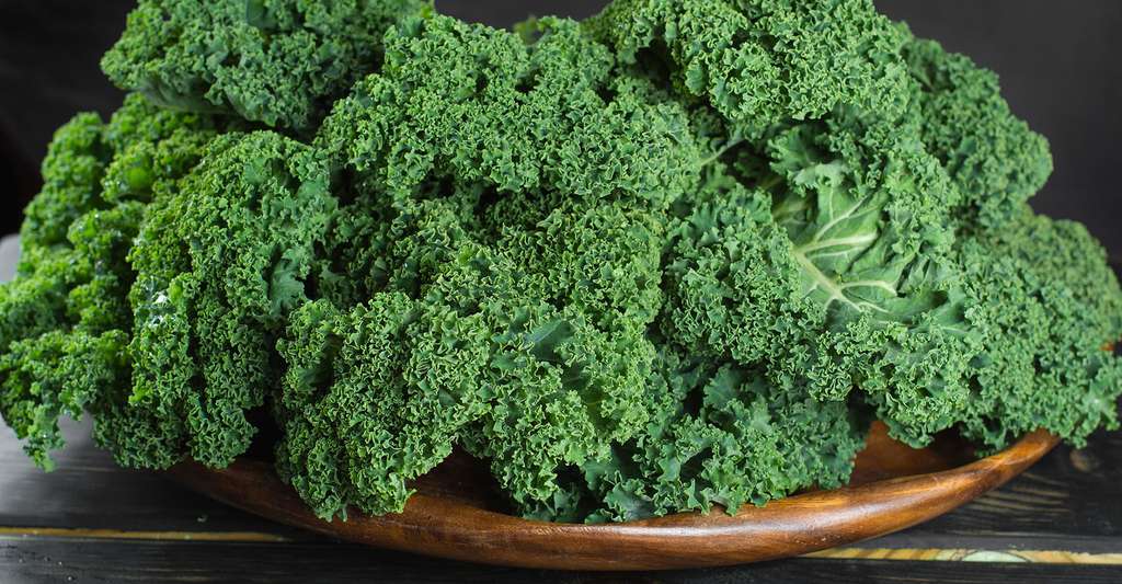 Le chou kale et ses propriétés | Dossier