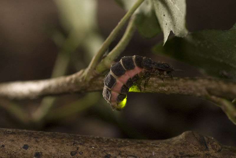 Définition | Lampyre - Lampyris noctiluca - Luciole | Futura Planète