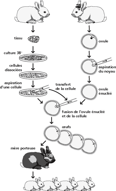PDF Télécharger Le clonage reproductif Gratuit PDF | PDFprof.com