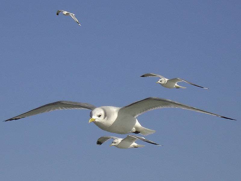 Définition | Mouette tridactyle - Rissa tridactyla | Futura Planète