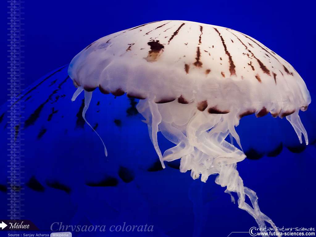 Chrysaora Colorata