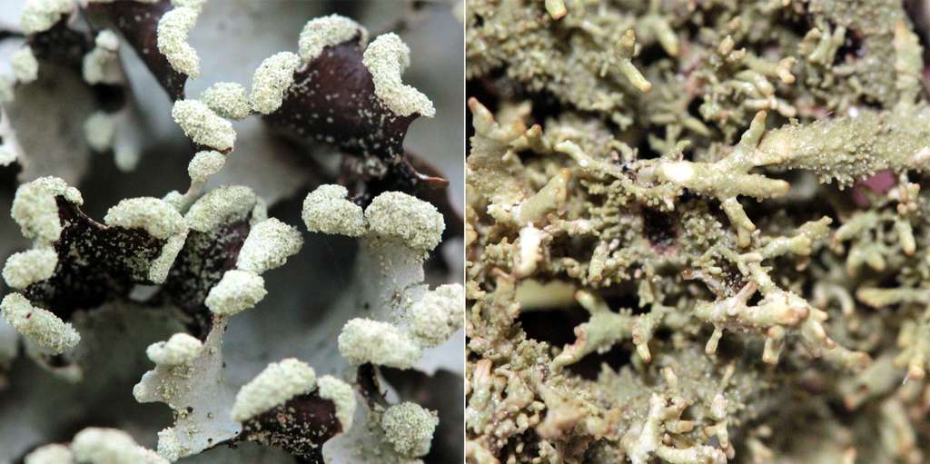 Biologie des lichens : symbiose lichénique et reproduction | Dossier