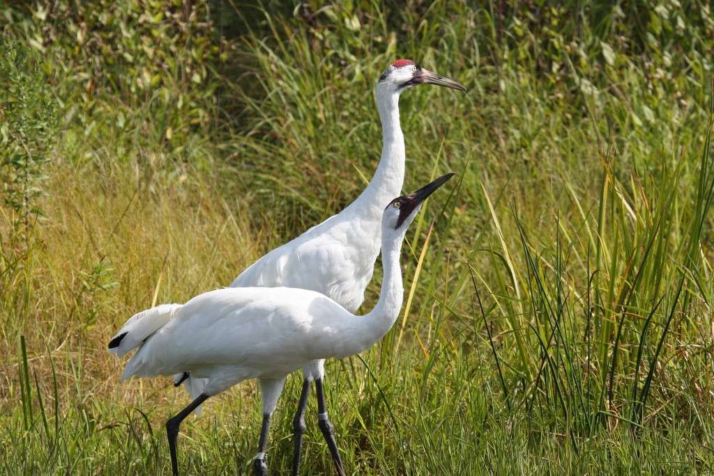 Définition | Grue blanche - Grus americana | Futura Planète