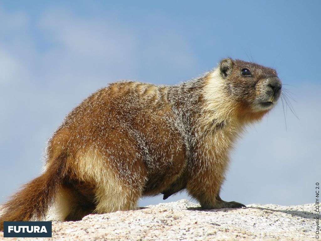 Fond d'écran | Marmotte à ventre jaune