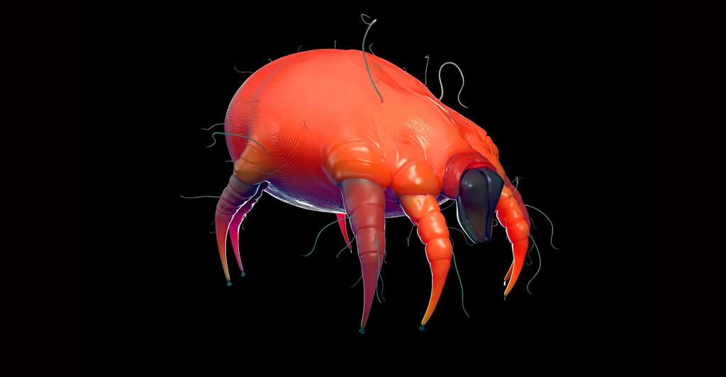 Les acariens, envahisseurs invisibles | Dossier