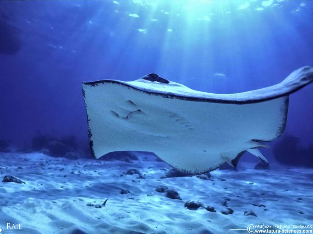 Fond d'écran | Raie