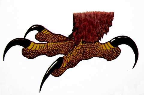 Caractéristiques des rapaces et anatomie : becs, pattes, yeux… | Dossier