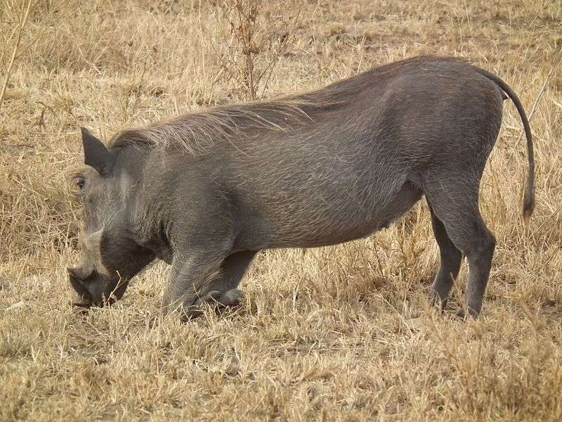 Définition | Phacochère commun - Phacochoerus africanus | Futura Planète