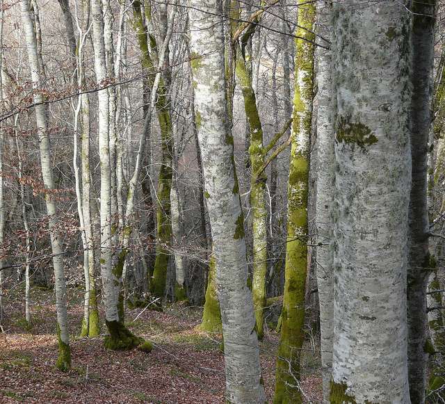 Mull et moder, les formes d’humus | Dossier