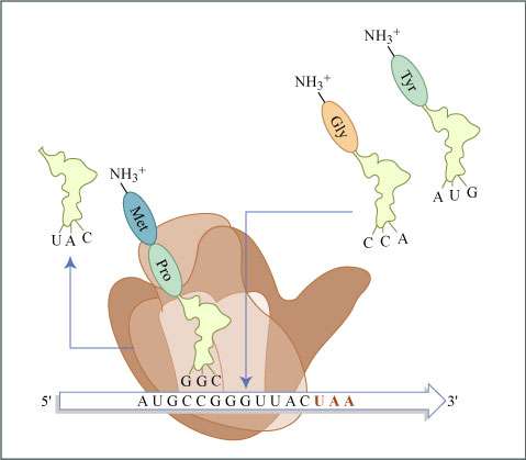 Le ribosome humain révèle sa structure précise en 3D