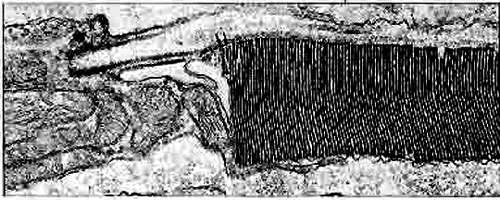 Structure de la rétine : cônes, bâtonnets et perception visuelle | Dossier