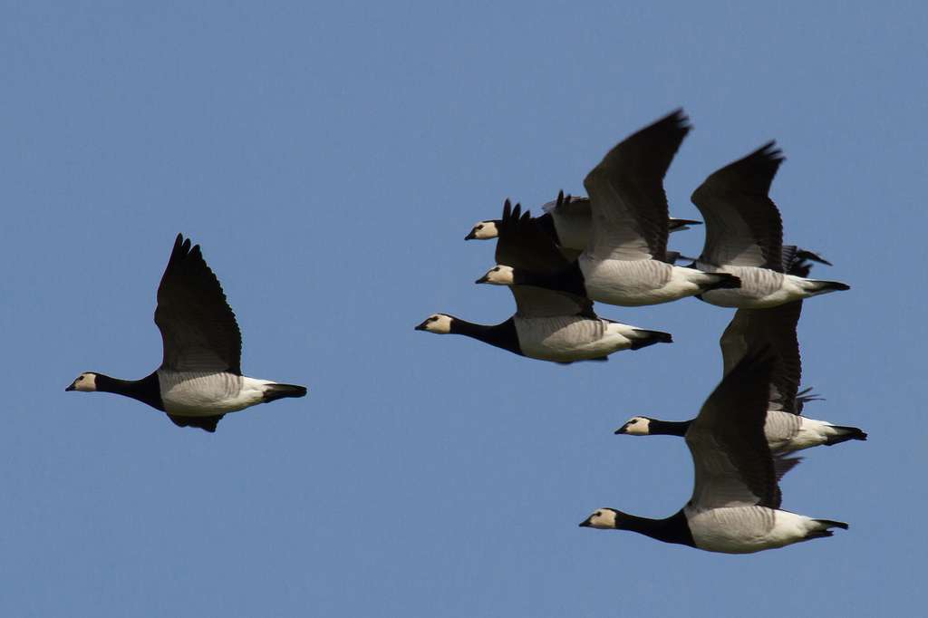 Définition | Bernache nonnette - Branta leucopsis | Futura Planète
