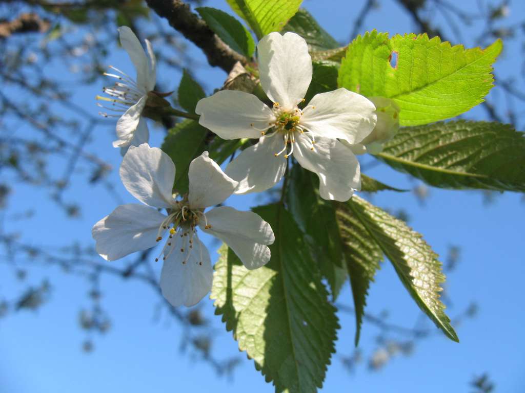 Définition | Merisier - Prunus avium - Cerisier sauvage - Guignier ...
