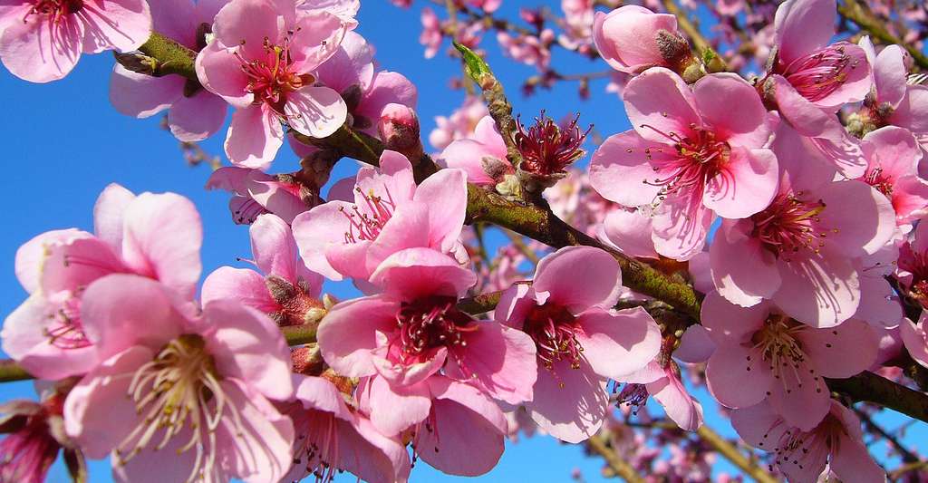 Le pêcher, un bel arbre fruitier | Dossier