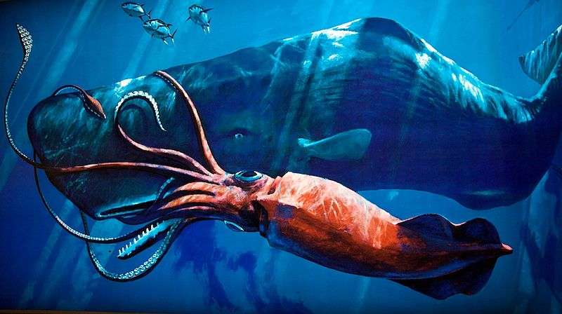 Définition | Cachalot - Physeter macrocephalus - Cachalot macrocéphale ...