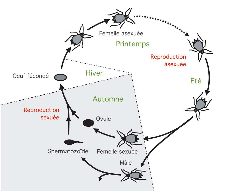 Définition | Puceron - Aphide | Futura Planète
