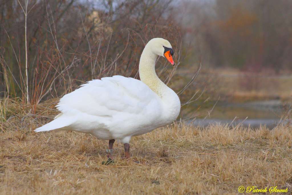 Définition | Cygne tuberculé - Cygne muet - Cygnus olor | Futura Planète