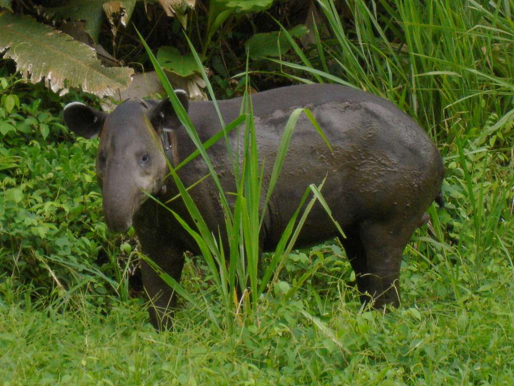Définition | Tapir de Baird - Tapirus bairdii | Futura Planète