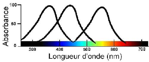 Structure de la rétine : cônes, bâtonnets et perception visuelle | Dossier