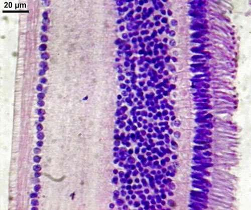 Structure de la rétine : cônes, bâtonnets et perception visuelle | Dossier