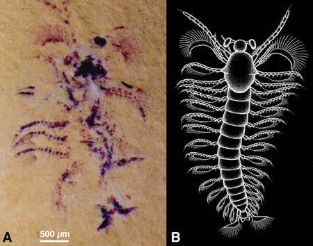 Cambrien inférieur : les premiers écosystèmes marins complexes | Dossier