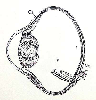 Caractéristiques des rapaces et anatomie : becs, pattes, yeux… | Dossier