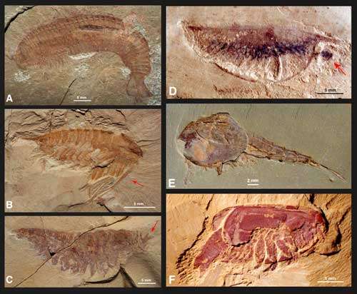 Cambrien inférieur : les premiers écosystèmes marins complexes | Dossier