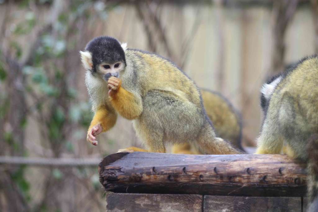 Définition | Saïmiri commun - Saimiri sciureus - Singe écureuil ...