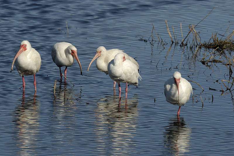 Définition | Ibis blanc - Eudocimus albus | Futura Planète