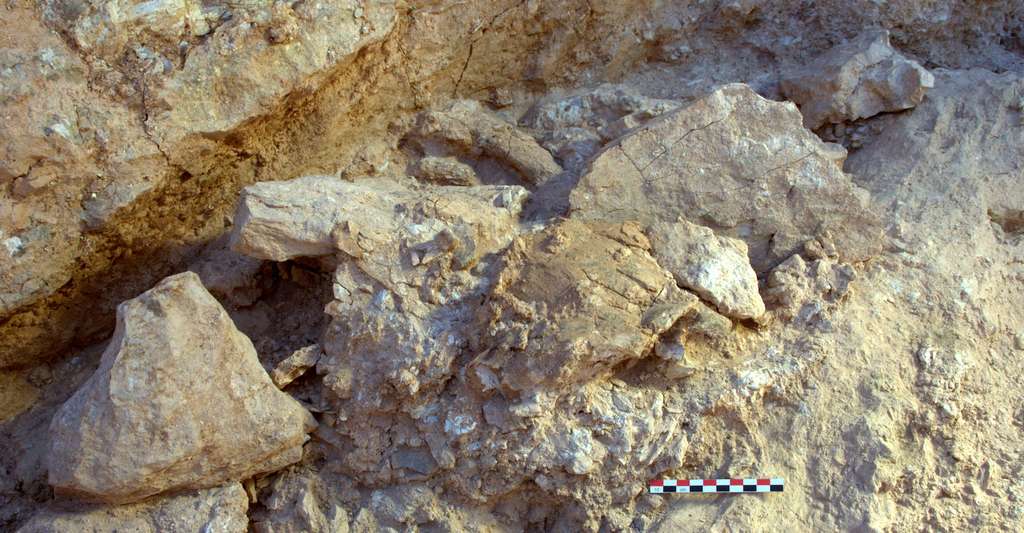 Homo sapiens : l'Homme aurait 100.000 ans de plus qu'on ne le pensait