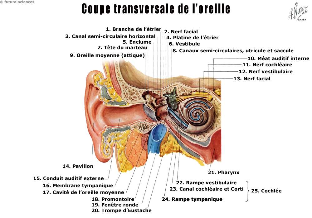 L'oreille interne : anatomie et physiologie | Dossier