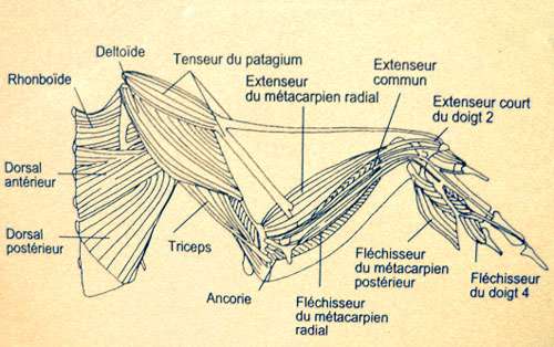 Plumes des rapaces et vol | Dossier