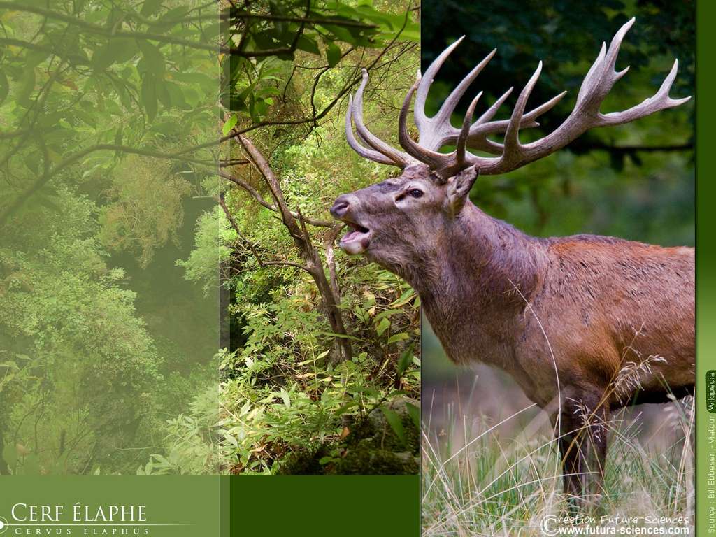 Fond d'écran | Cerf élaphe