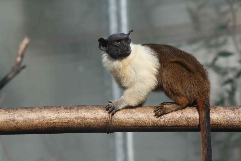 Définition | Tamarin bicolore - Saguinus bicolor | Futura Planète