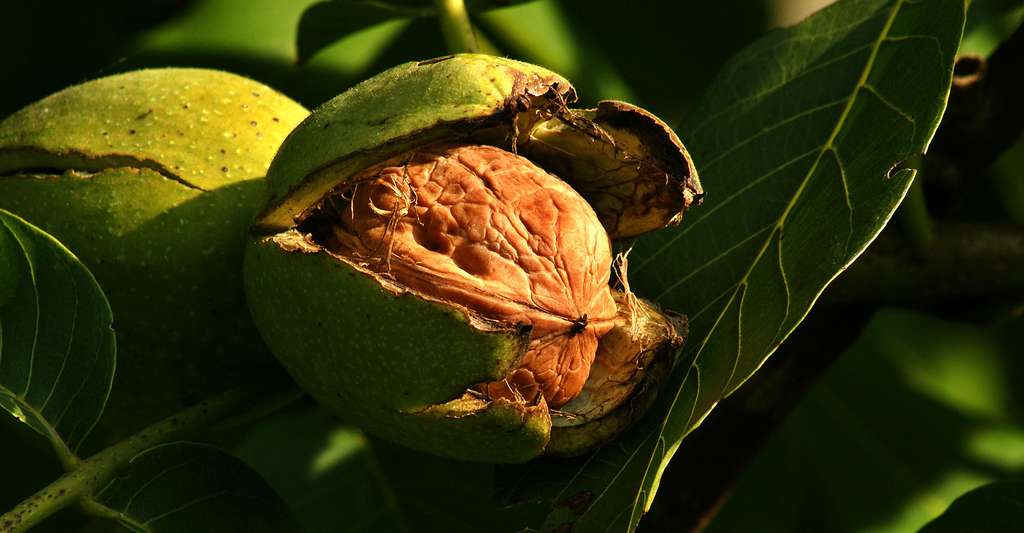 Le noyer : plantation, feuilles et fruits | Dossier