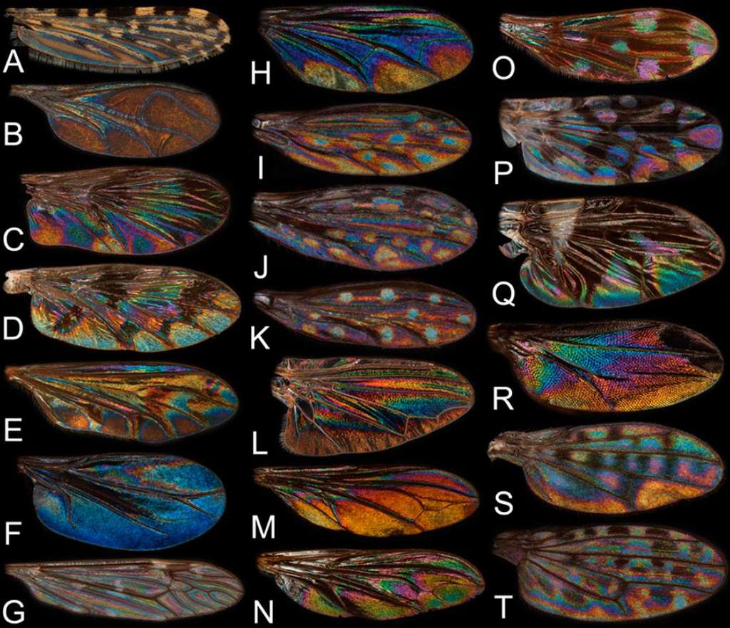 En images : le secret des ailes irisées des insectes enfin percé