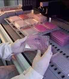 RISUG, un contraceptif masculin "miracle", efficace pendant 10 ans