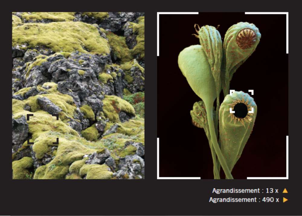 Les mousses et leur surface appelée protonéma | Dossier