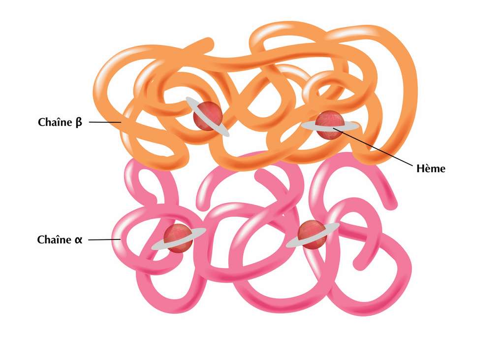 Définition | Hémoglobine | Futura Santé