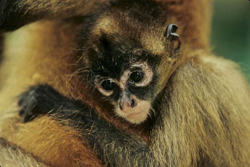 Le singe-araignée, ou atèle de Geoffroy (Ateles geoffroyi) | Dossier