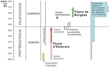 La vie terrestre aurait connu deux explosions de biodiversité avant le ...