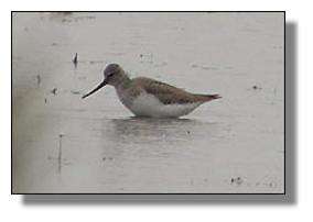 Les oiseaux | Dossier