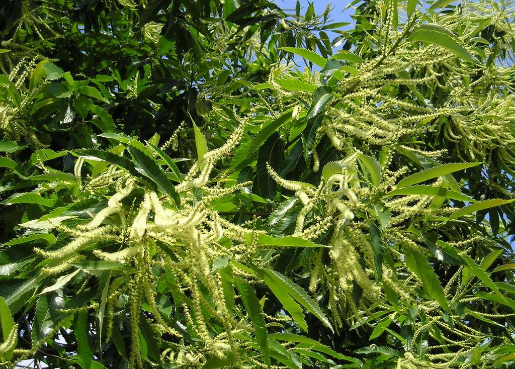 11 arbres mellifères à planter pour attirer les abeilles