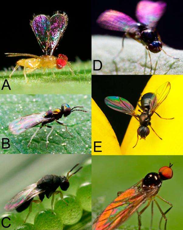 En images : le secret des ailes irisées des insectes enfin percé