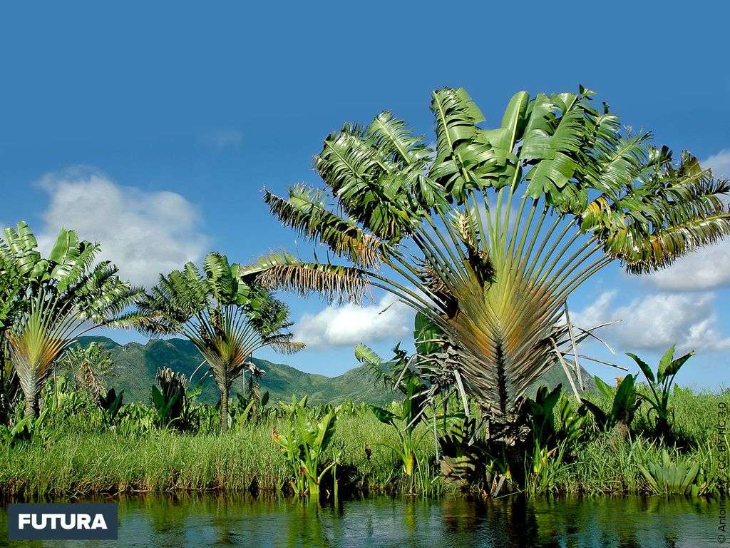 Fond d'écran | Ravenala Arbre du voyageur près de Lokaro Fort Dauphin