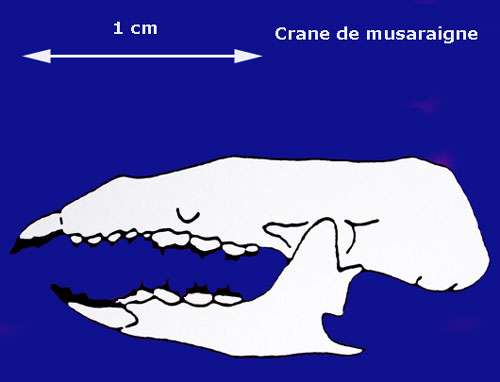 La musaraigne : caractères généraux et parasites | Dossier