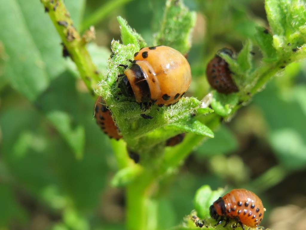 Doryphore : comment l'identifier et s'en débarrasser